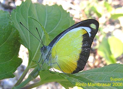 Papua Insects Foundation (Lepidoptera/Pieridae/Pierinae(Appias ada)